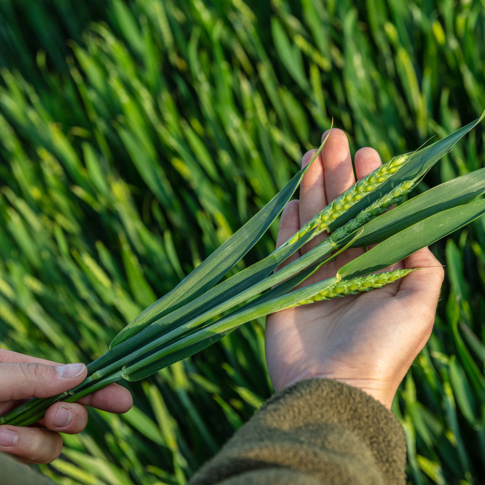 Psenica Foxyl 25kg | Poljokomerc.rs