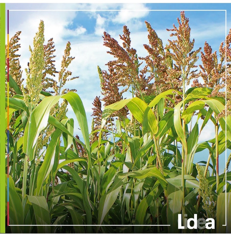 Silazni sirak Lidea Emeraude | Poljokomerc.rs